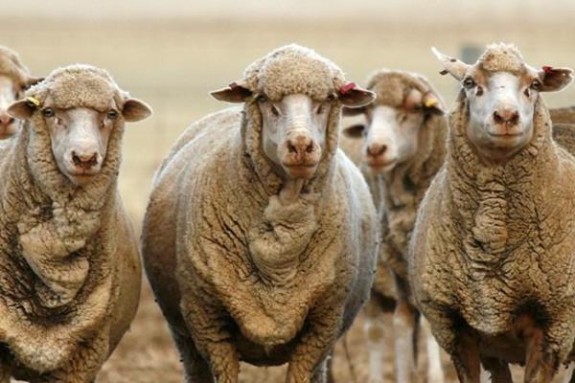 Diversifying? How a new ERP system wool help