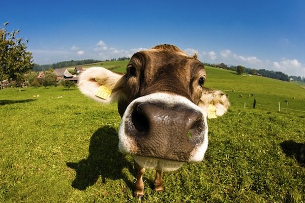 Farmers get on side with new OSH app